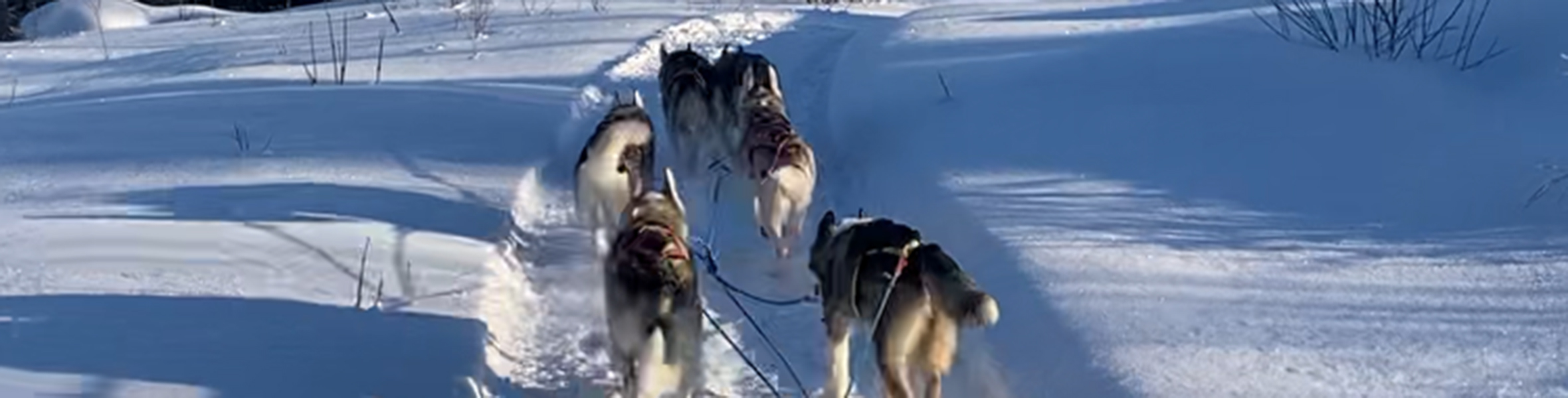Hundspann i Bjursås | Bjursås Berg&Sjö året runt